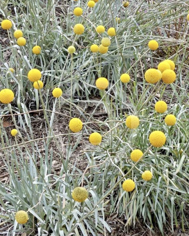 Riverland Native Plants